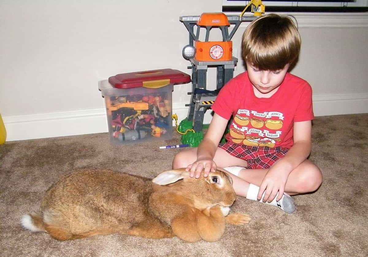 Giant rabbits that make great pets