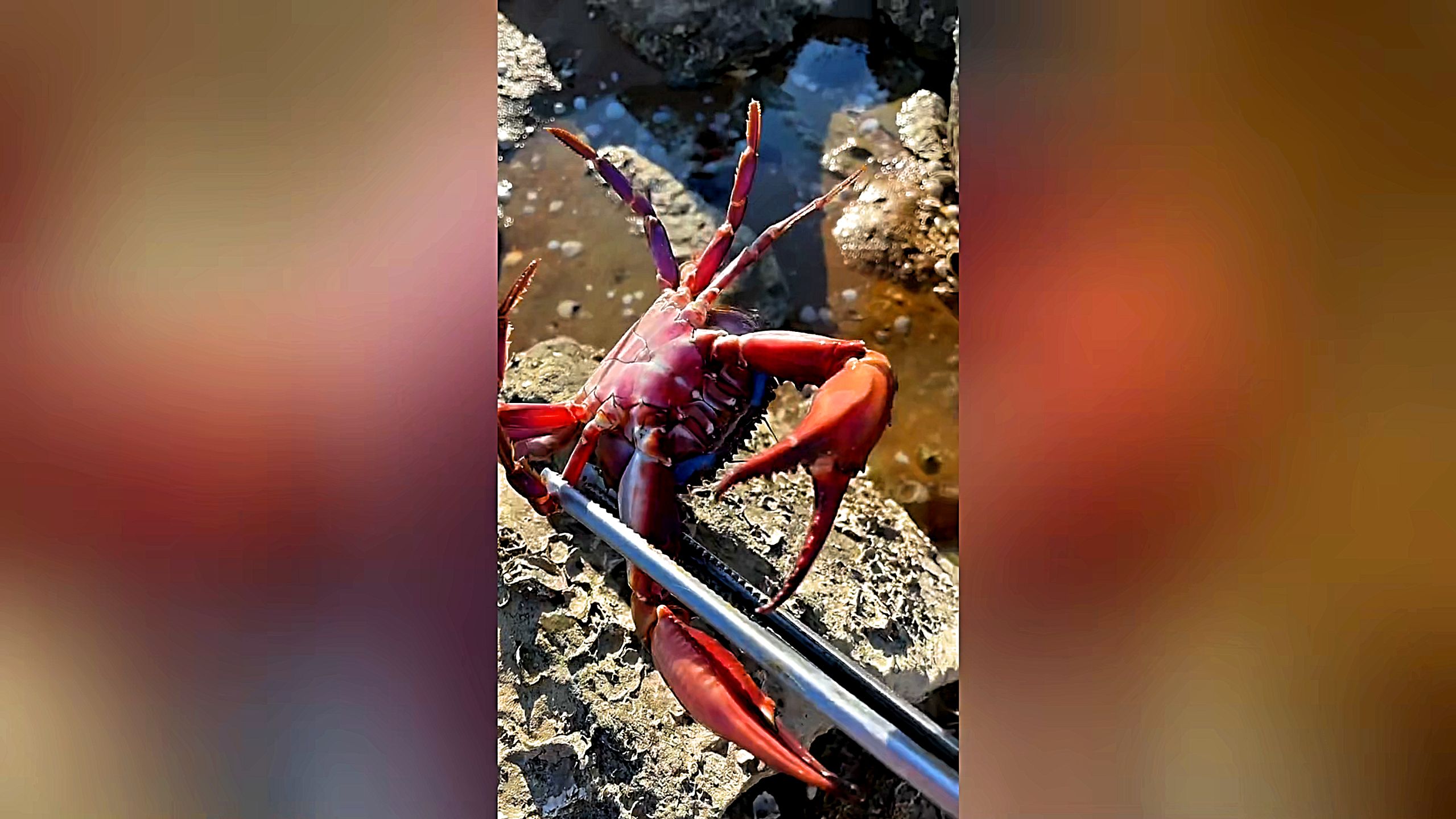 Playful Crab Tries to Escape from a Claw