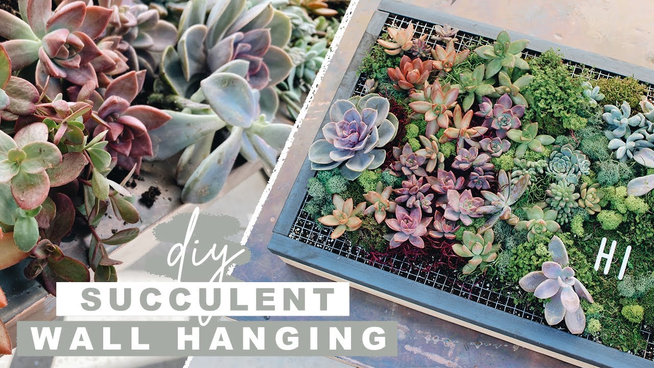 Discover the charm of a succulent wall planter