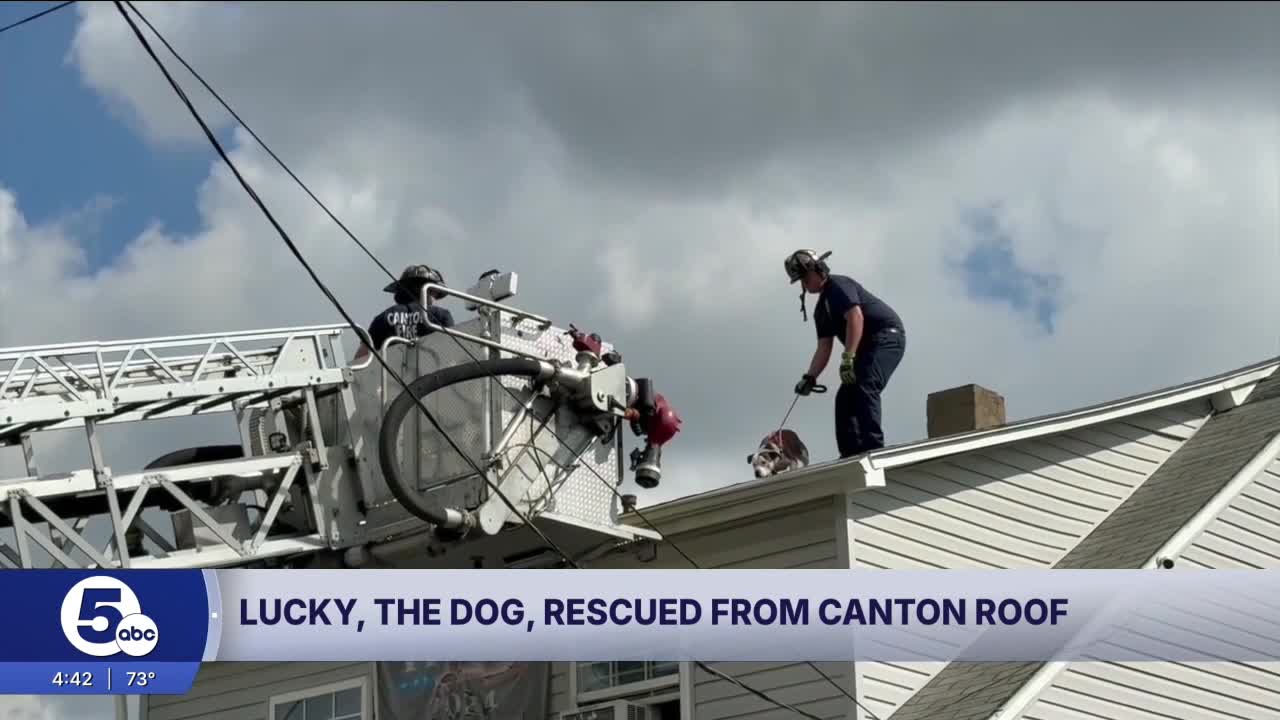 Canton firefighters rescue dog from a 'woof' with the help of a tasty treat