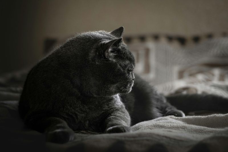 Chill Cat Breeds That Fit Right Into Relaxed Homes