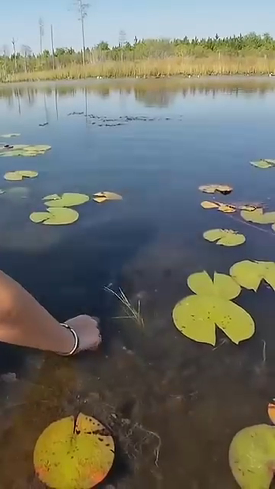 Four Ponds, Four Fish, Four Hours