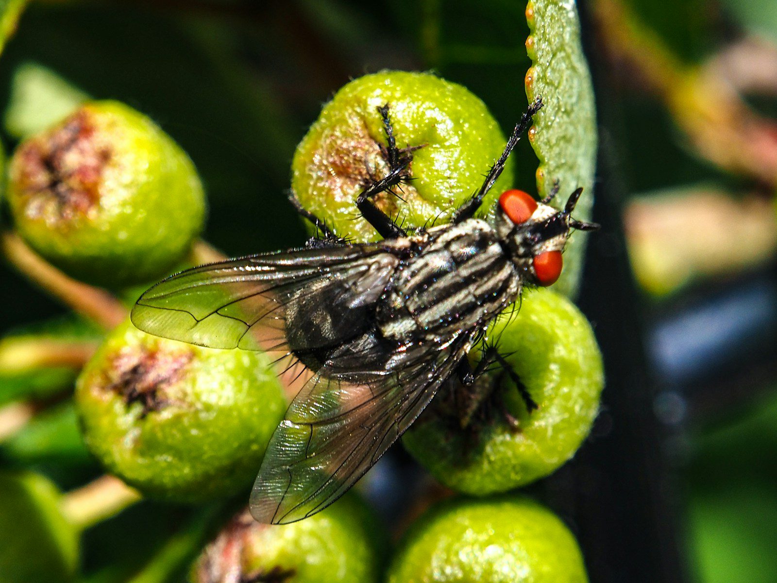 13 Everyday Habits That Attract Fruit Flies