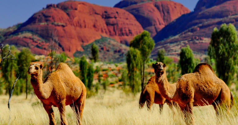 Australia May Soon Be The Country With The Most Camels In The World ...