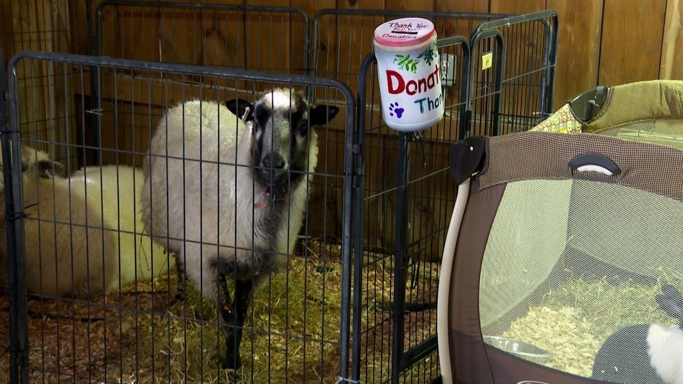 Crafts, critters & community: Fall Festival at Ice House Event Barn