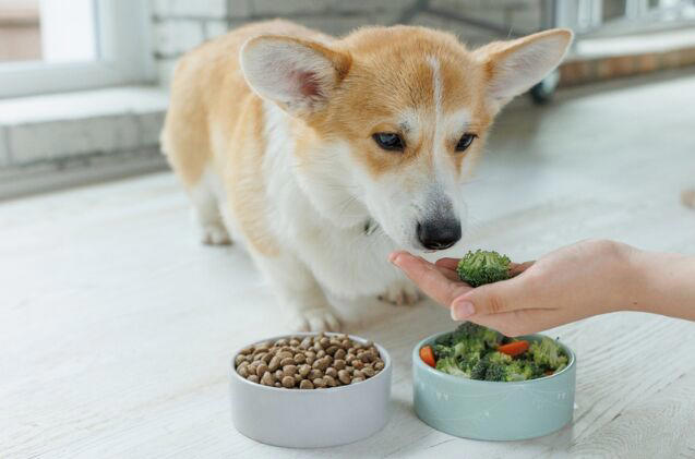 The Stinky Truth: Can My Dog's Diet Be Making Them Smell Bad?