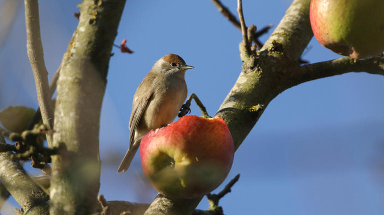 Leave Fruit Out For Birds And Watch Them Thrive In Your Yard