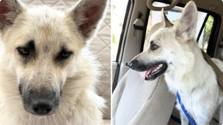 German Shepherd Mix Pup Who Has Thrived in Foster Care is Searching For ...