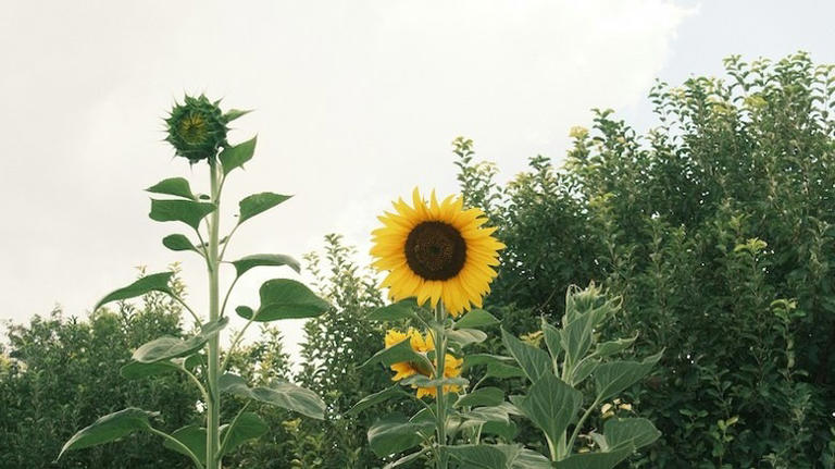 12 Of The World's Tallest Sunflowers You Can Grow To Impress Neighbors