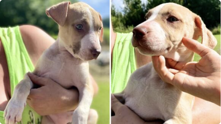 Meet Luna: An Affectionate Puppy Searching For Her Second Chance at ...