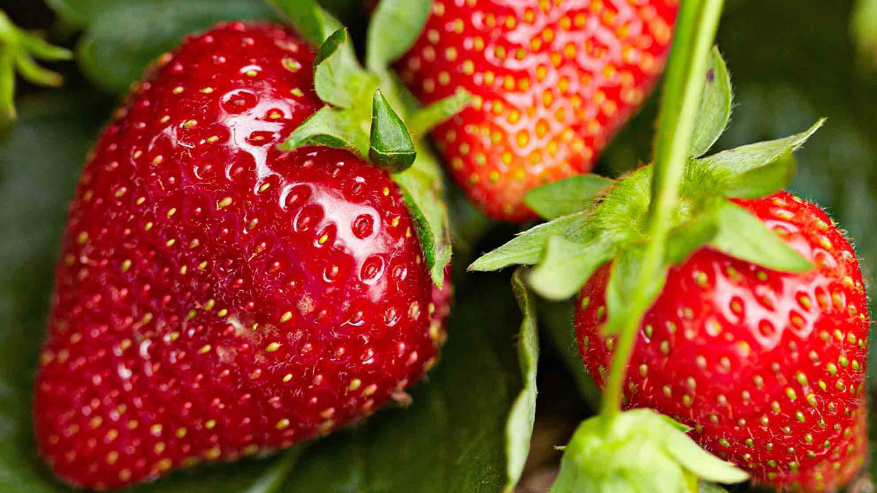 10 Gardening Tips For Growing Big Strawberries