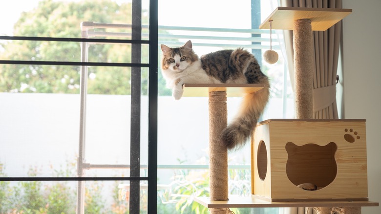 How To Catify A Small Apartment, According To An Expert