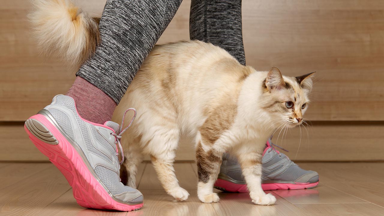 Understanding a Cat's Behavior: Why Does It Rub and Scratch Against You?