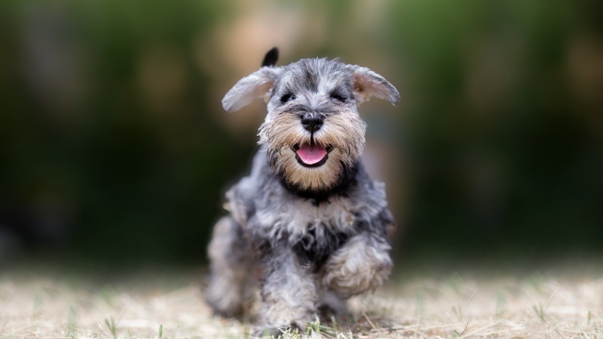 These are the 12 most obedient and easiest dog breeds to train ...