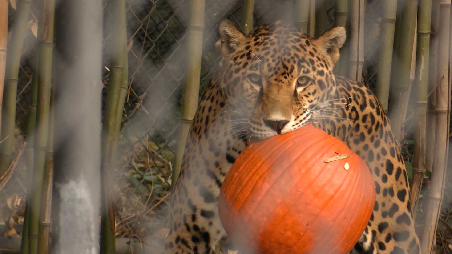'Boo at the Zoo' kicked off a spooktacular season on Saturday