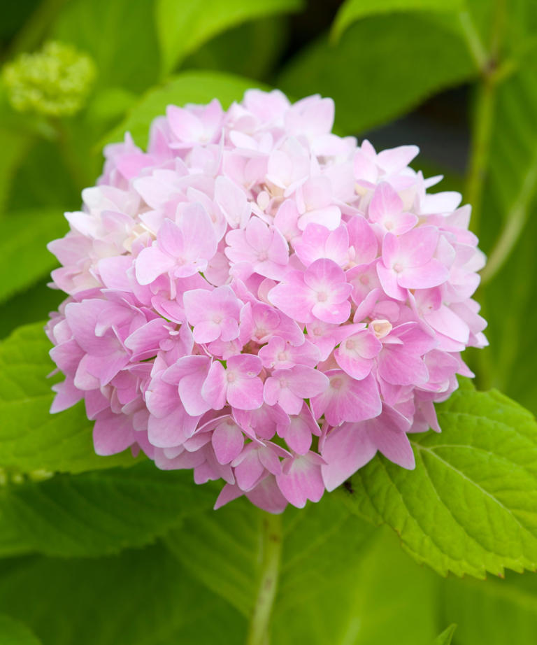 When to prune Endless Summer hydrangeas (and the crucial times to avoid ...