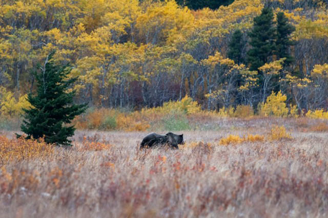 National park visitor captures photo of 'agitated' bear and rule ...