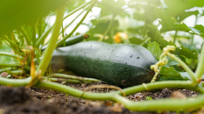 What Is Marrow Squash, And What Does It Taste Like?