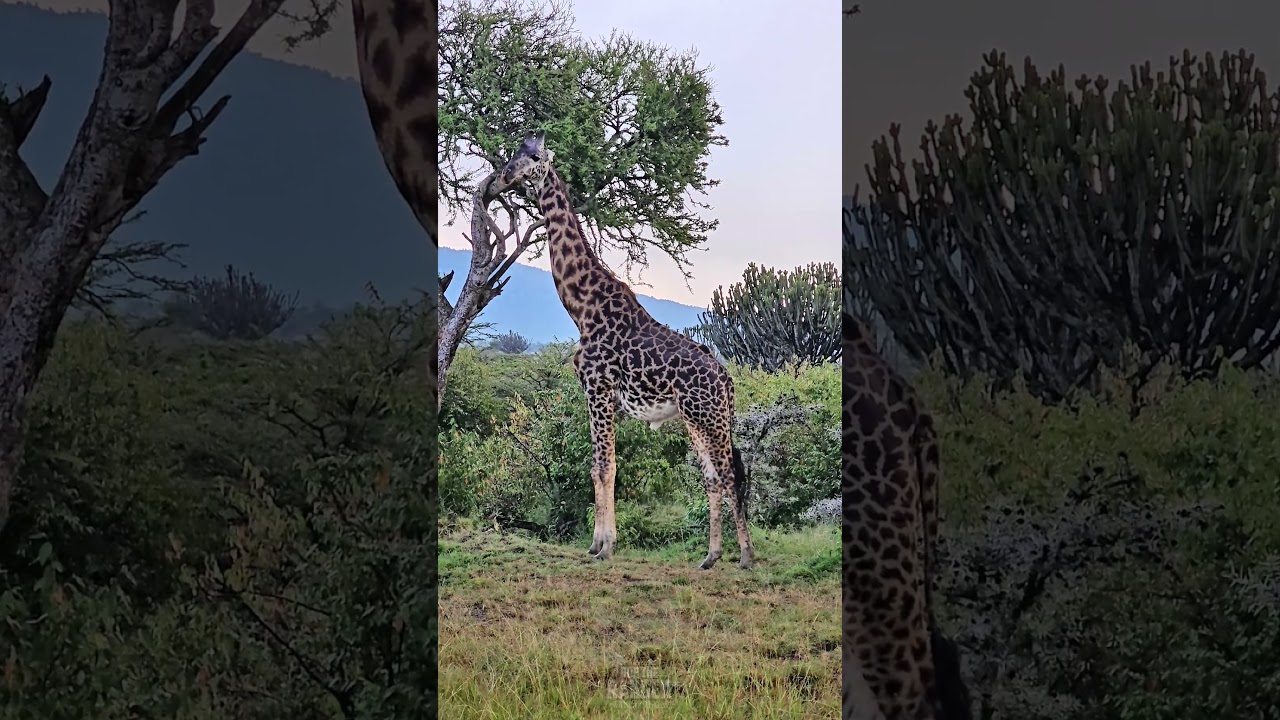 Discover the Elegance of the Maasai Giraffe
