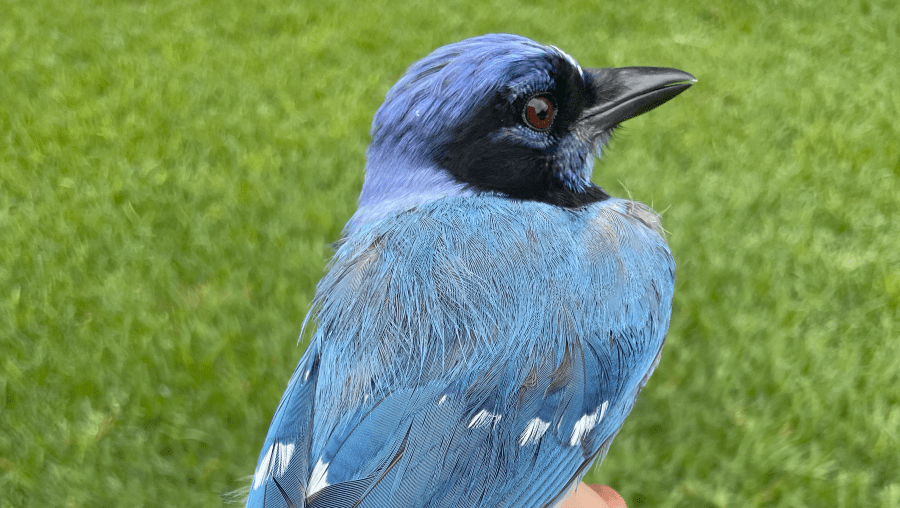 What’s a ‘grue jay’? Introducing the new hybrid love child of the blue ...