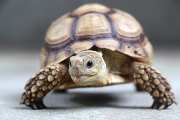 Tortoise rearranges furniture like a tiny interior designer