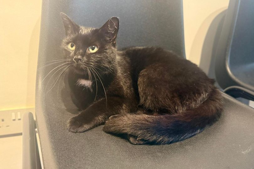 World famous cat who roams where he likes is a massive viral sensation