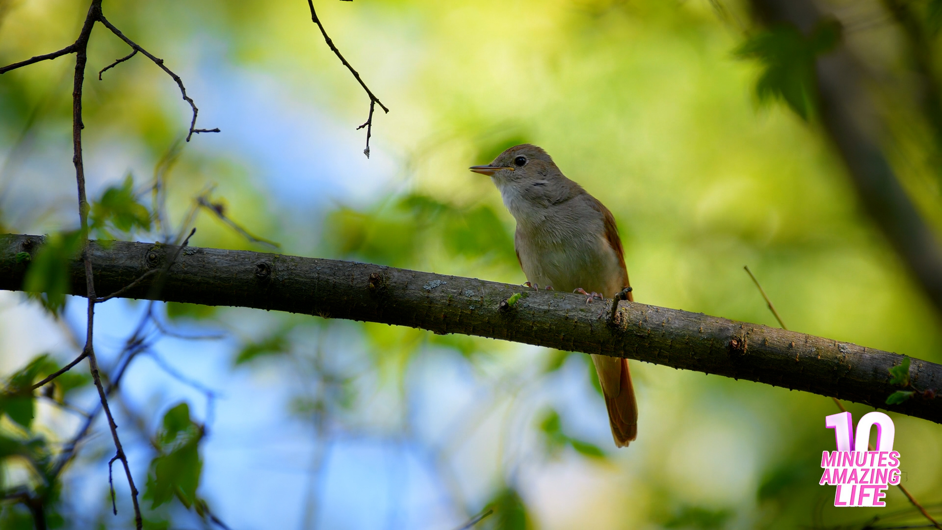 Common Nightingale Singing in the Forest Canopy