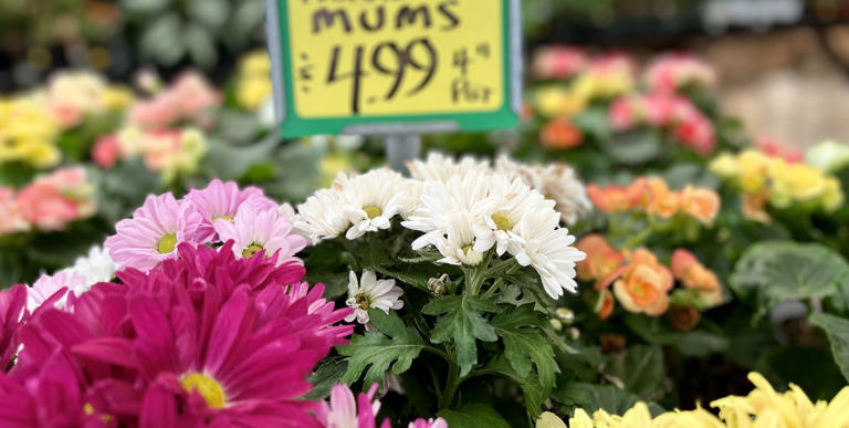 3 Things to Do ASAP After Buying Porch Mums This Fall