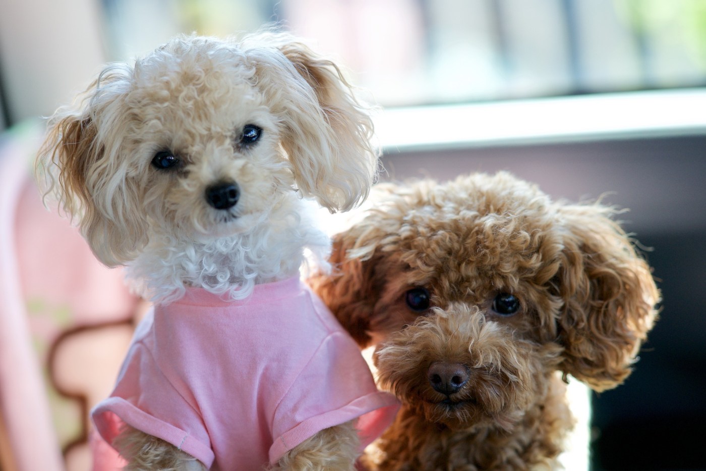20 Dog Breeds That Will Hold a Grudge (and Make You Pay for It)