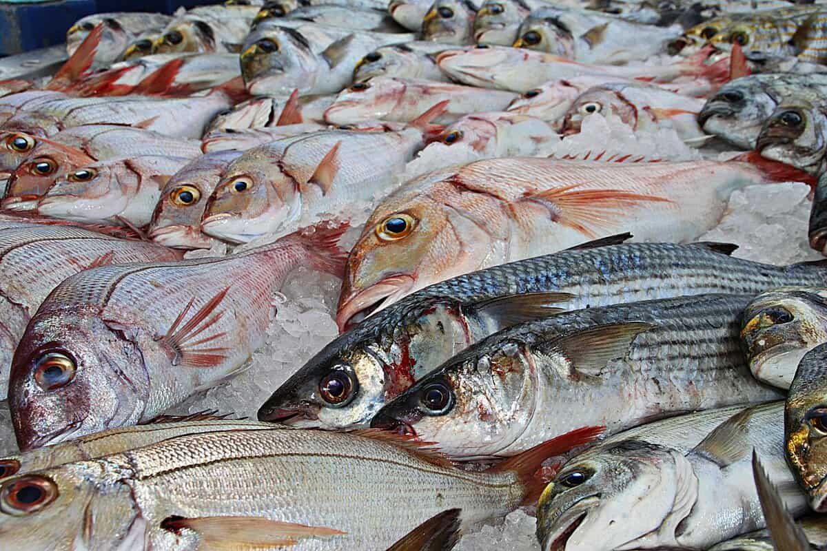 10 Delicious Fish Varieties Loved Worldwide