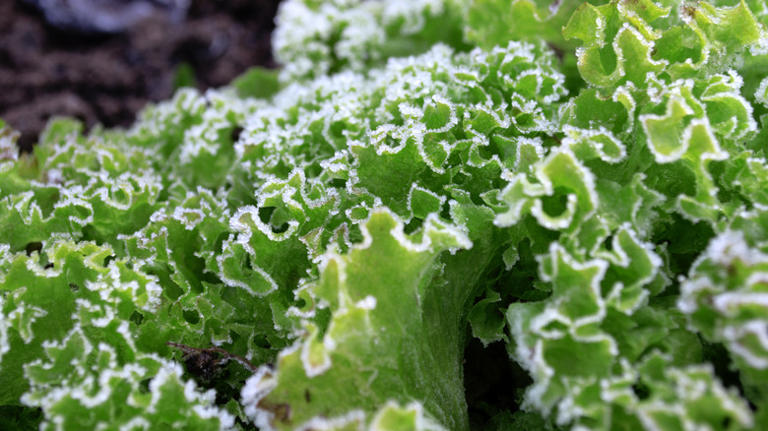 Must-Try Tricks That'll Prevent Frost On Your Late-Season Vegetable Plants