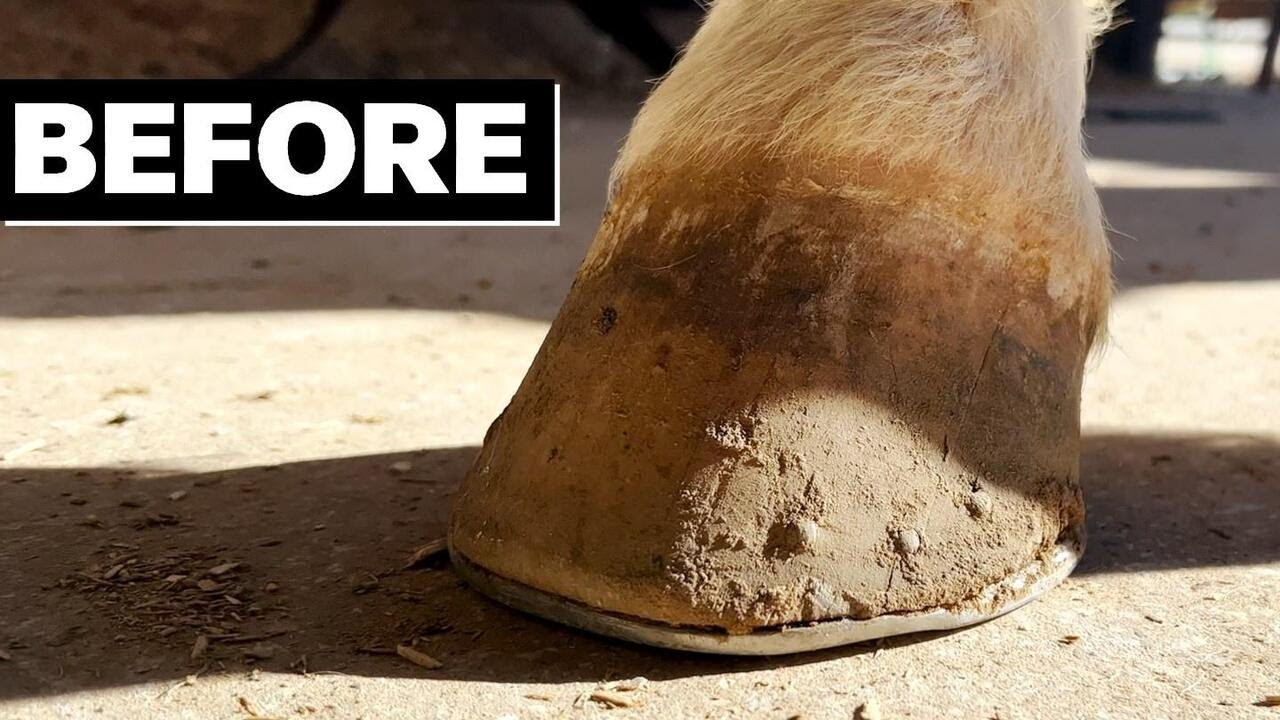 Satisfying hoof care