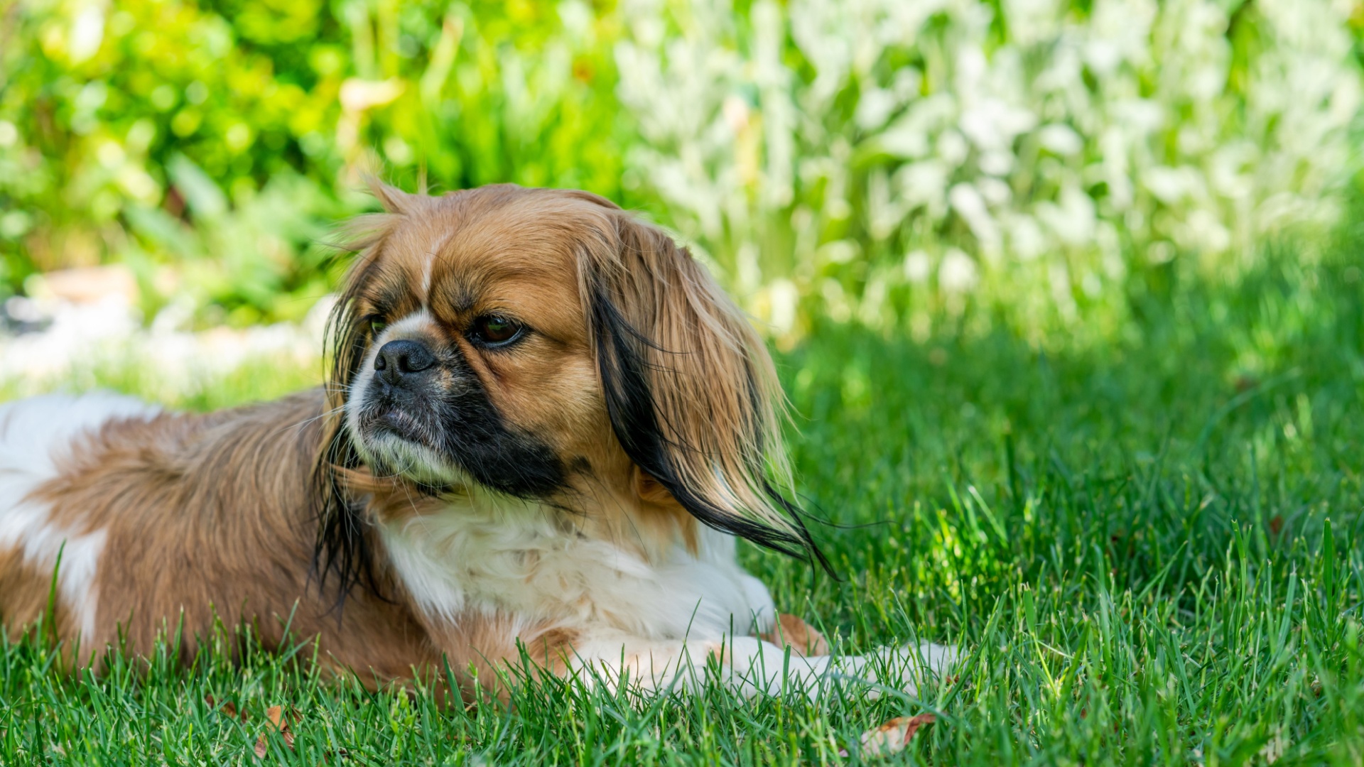 14 Dog Breeds That Are Cute But Not Very Smart