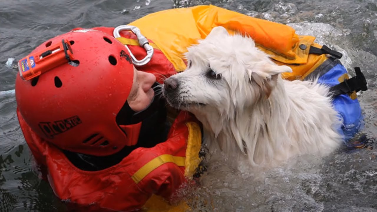 Your dog’s comedy show will amaze you