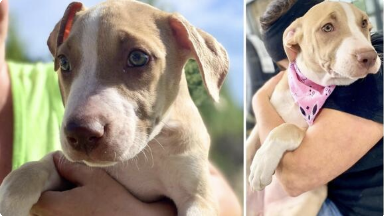 Meet Luna: An Affectionate Puppy Searching For Her Second Chance at ...