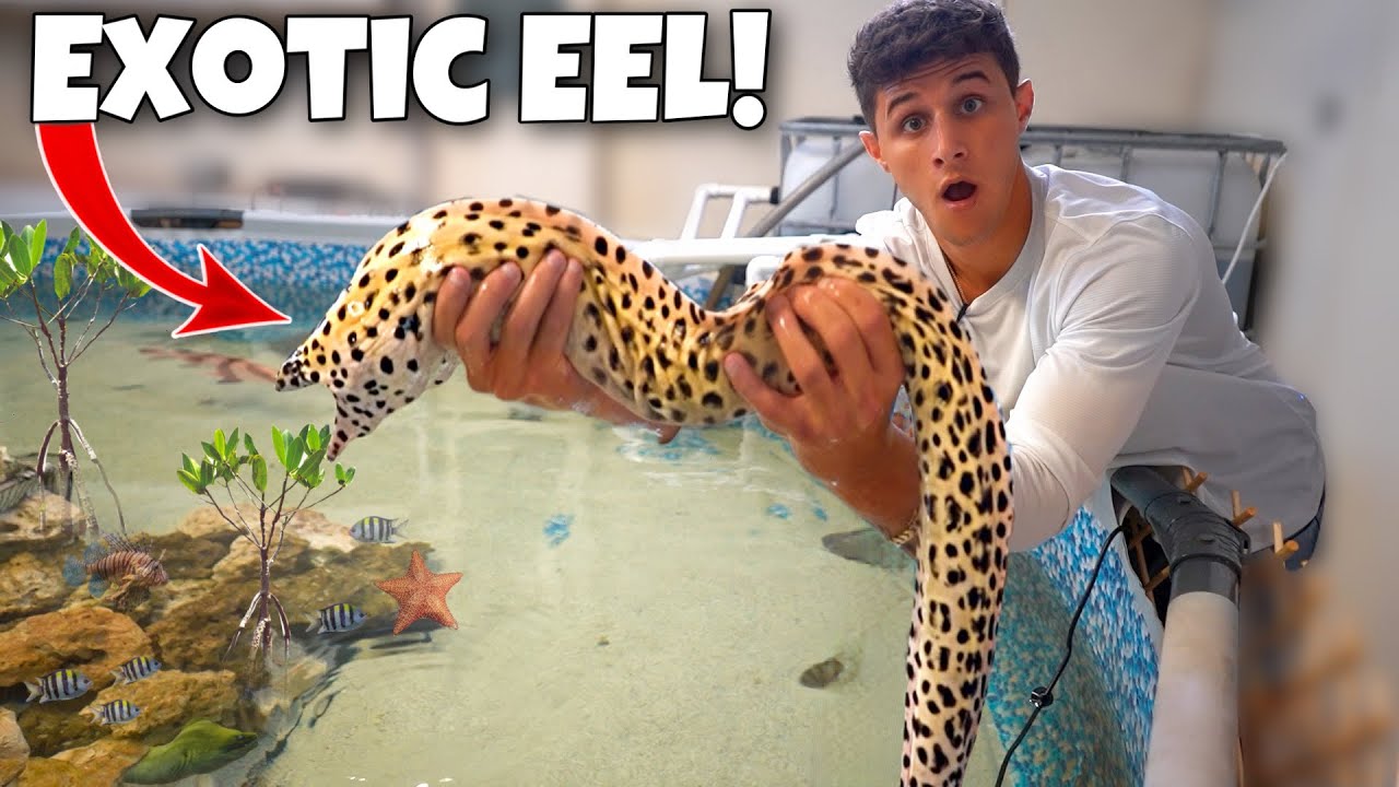 My NEW EXOTIC EEL For My SALTWATER POND!! *Rare*