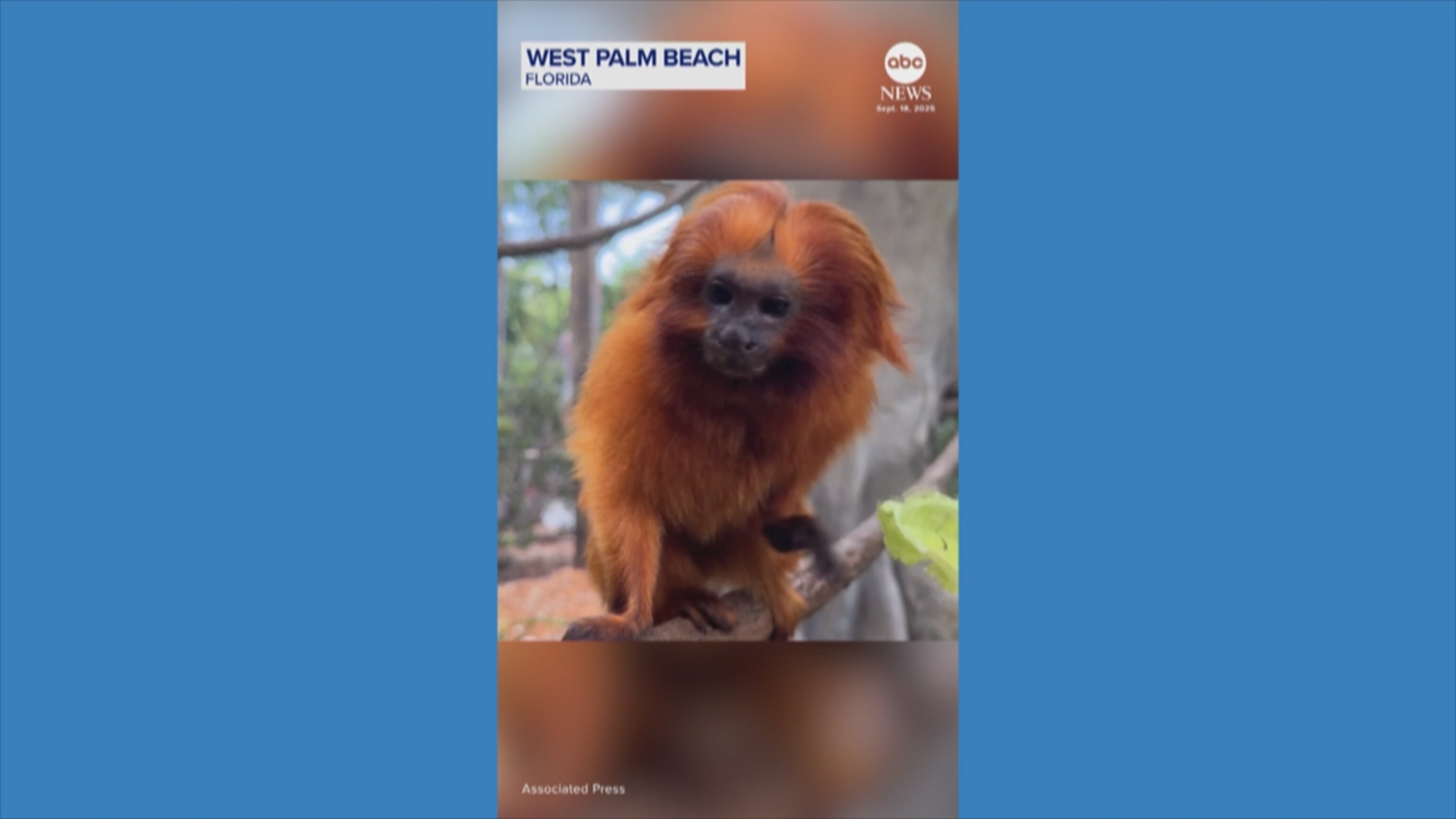 Golden lion tamarins and sloths become unlikely roommates at Florida zoo