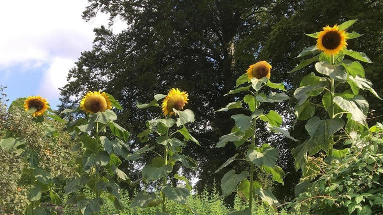 12 Of The World's Tallest Sunflowers You Can Grow To Impress Neighbors