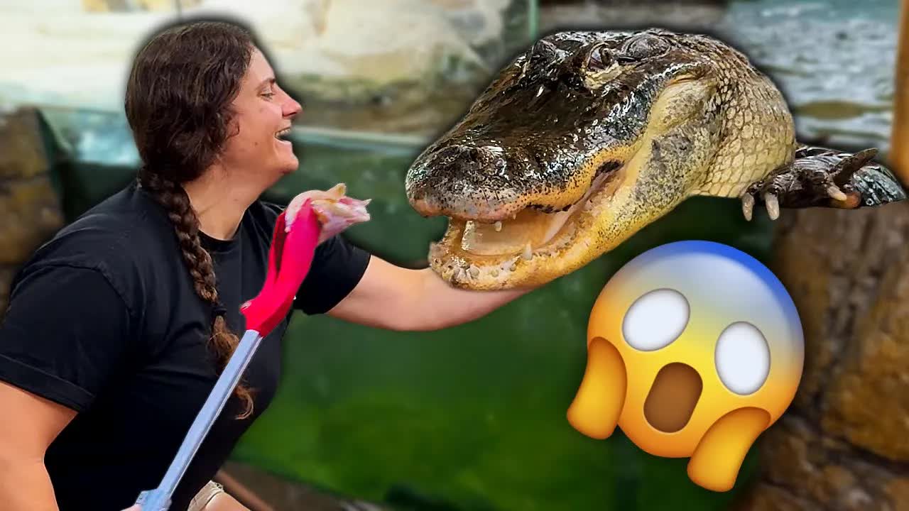 Feeding Small Gator vs. Big Gators 🐊😱