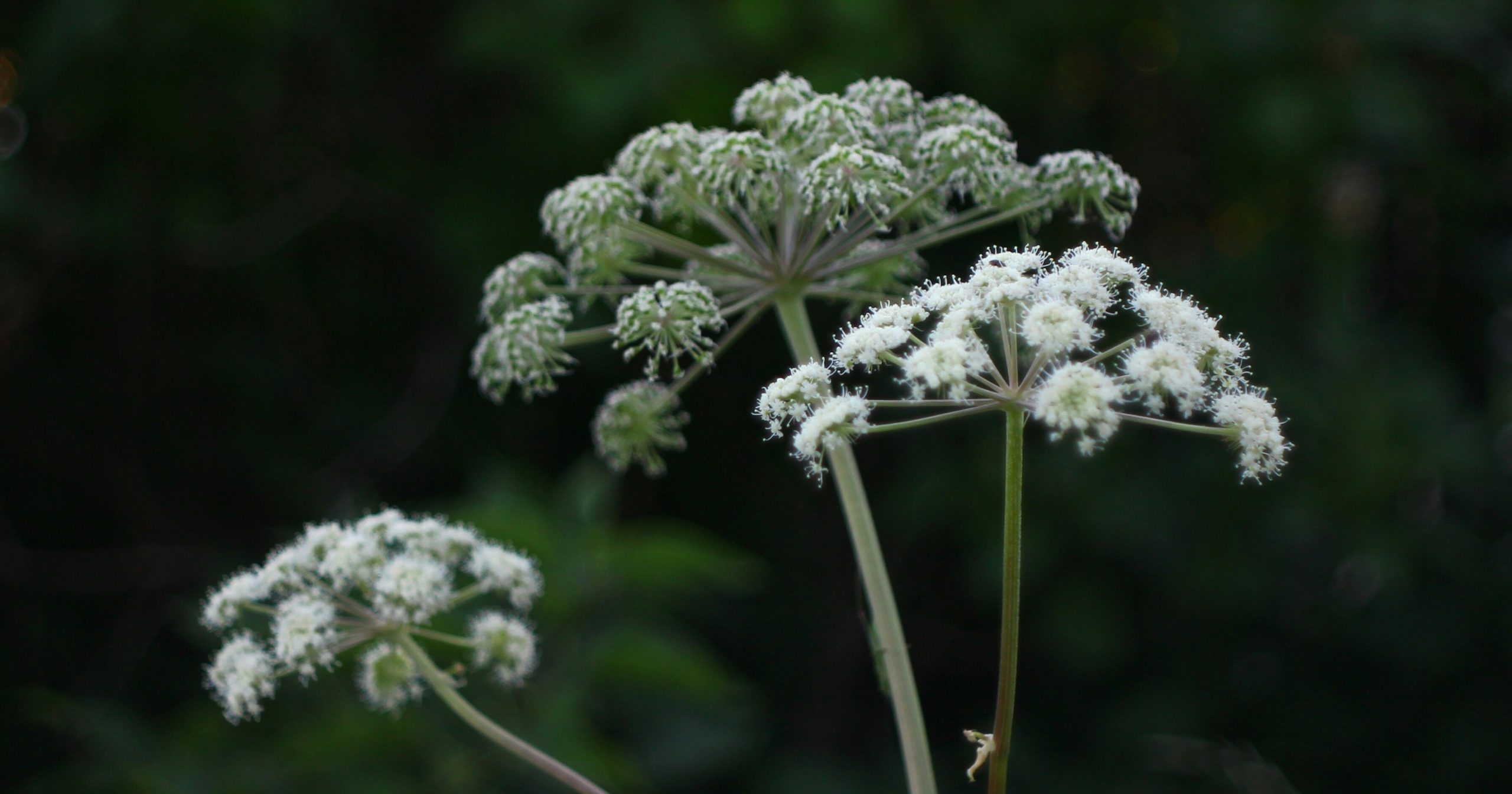 This Weed Is Extremely Dangerous. Is It In Your Yard?