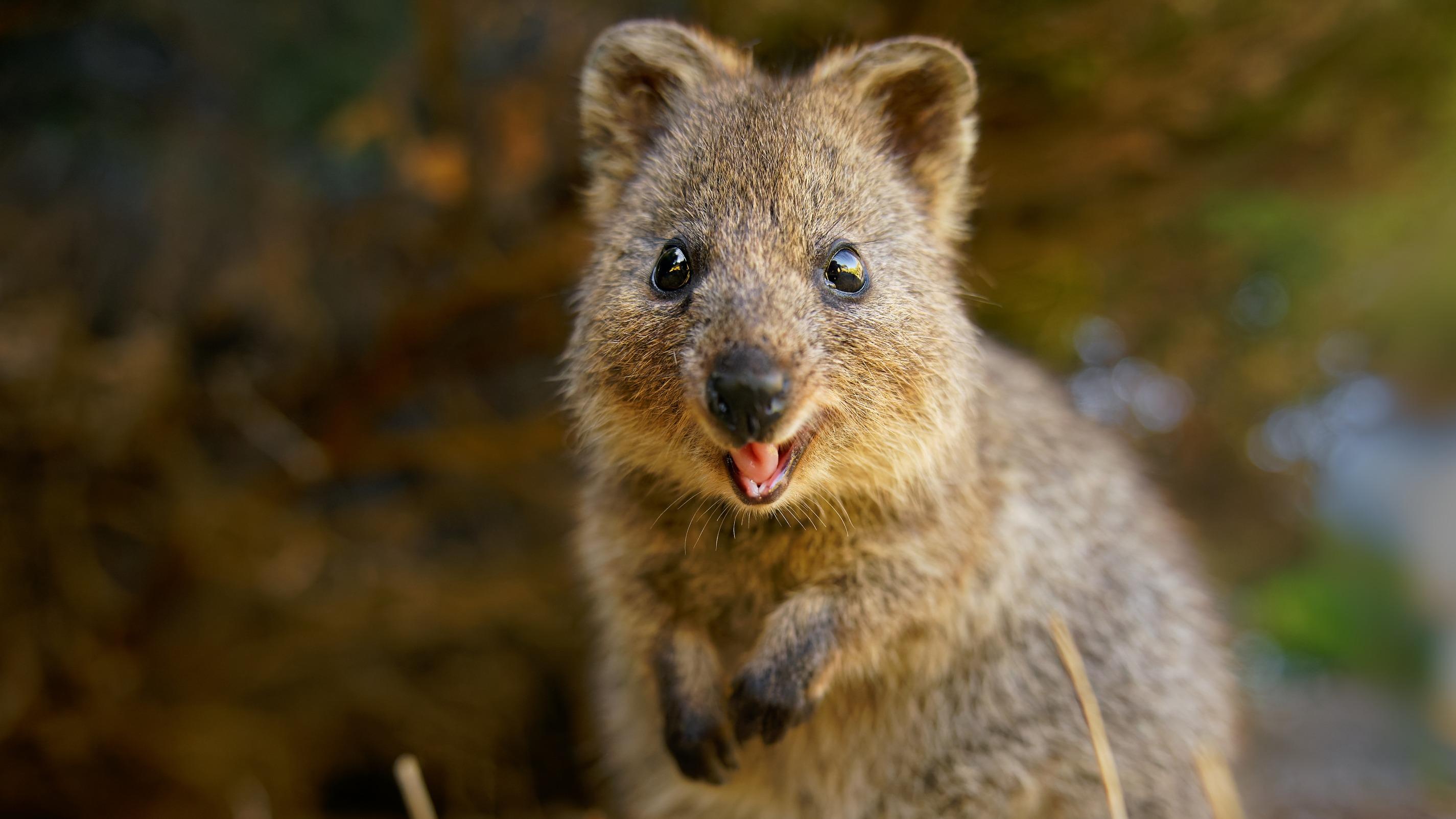 Méfiez-vous, cet animal semble sourire mais s’avère très dangereux
