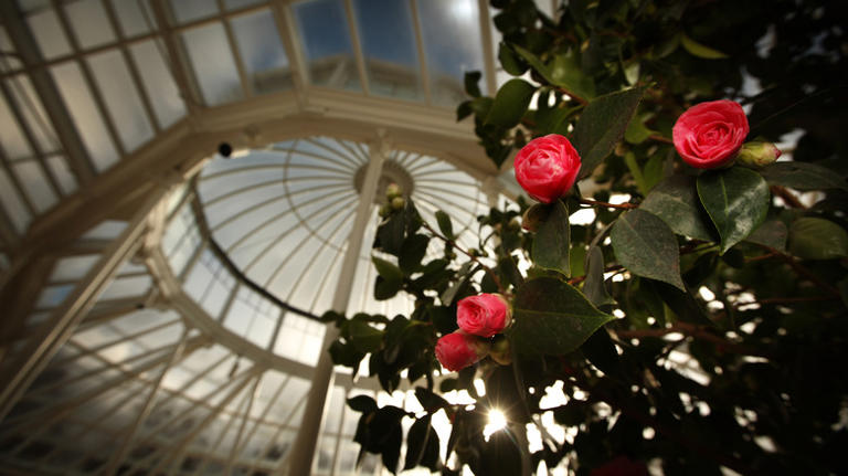 This Beautiful Flower Is One Of The Rarest In The World, But Can You ...
