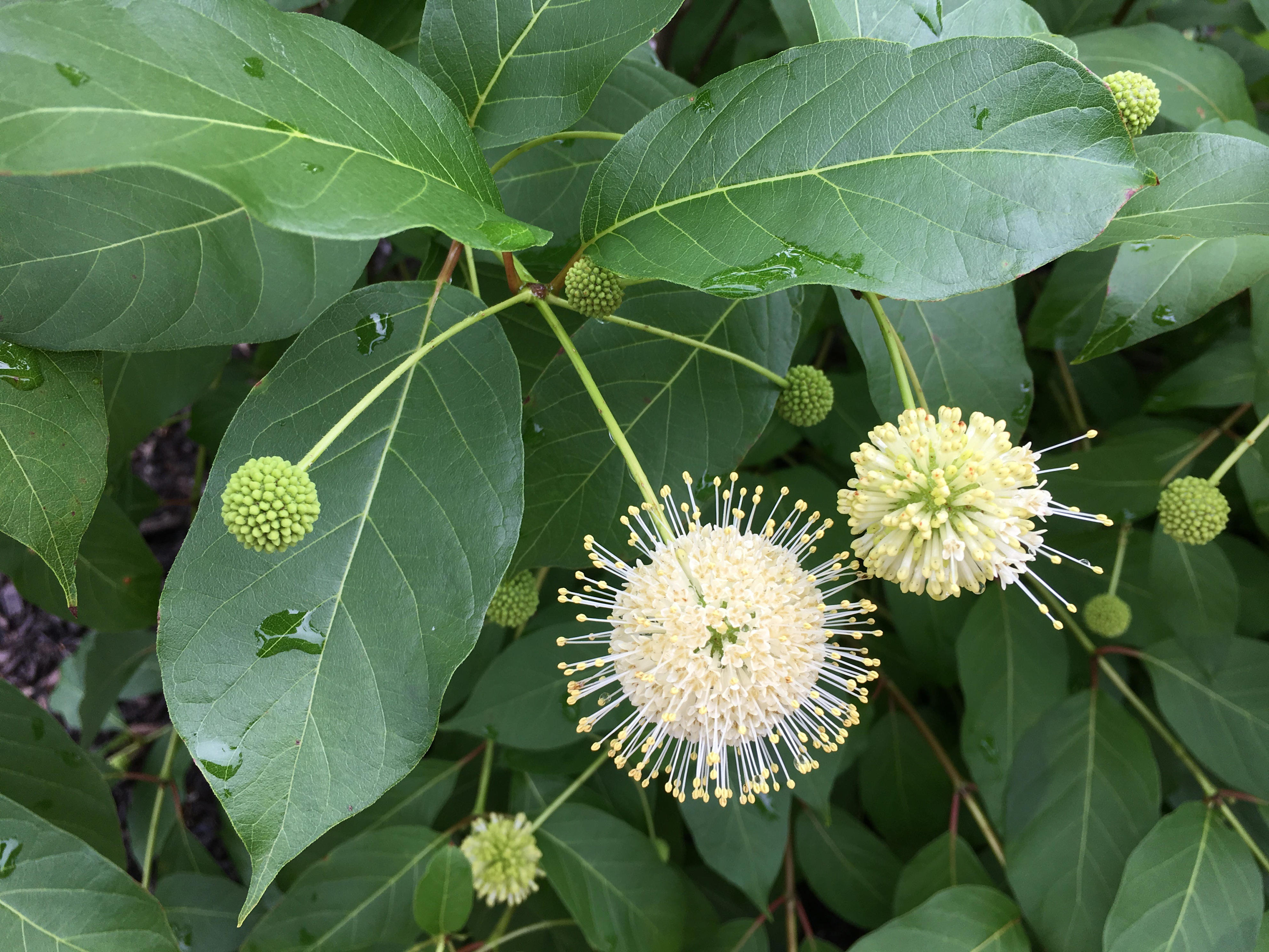 Everything you need to know about the benefits of NJ native plants ...