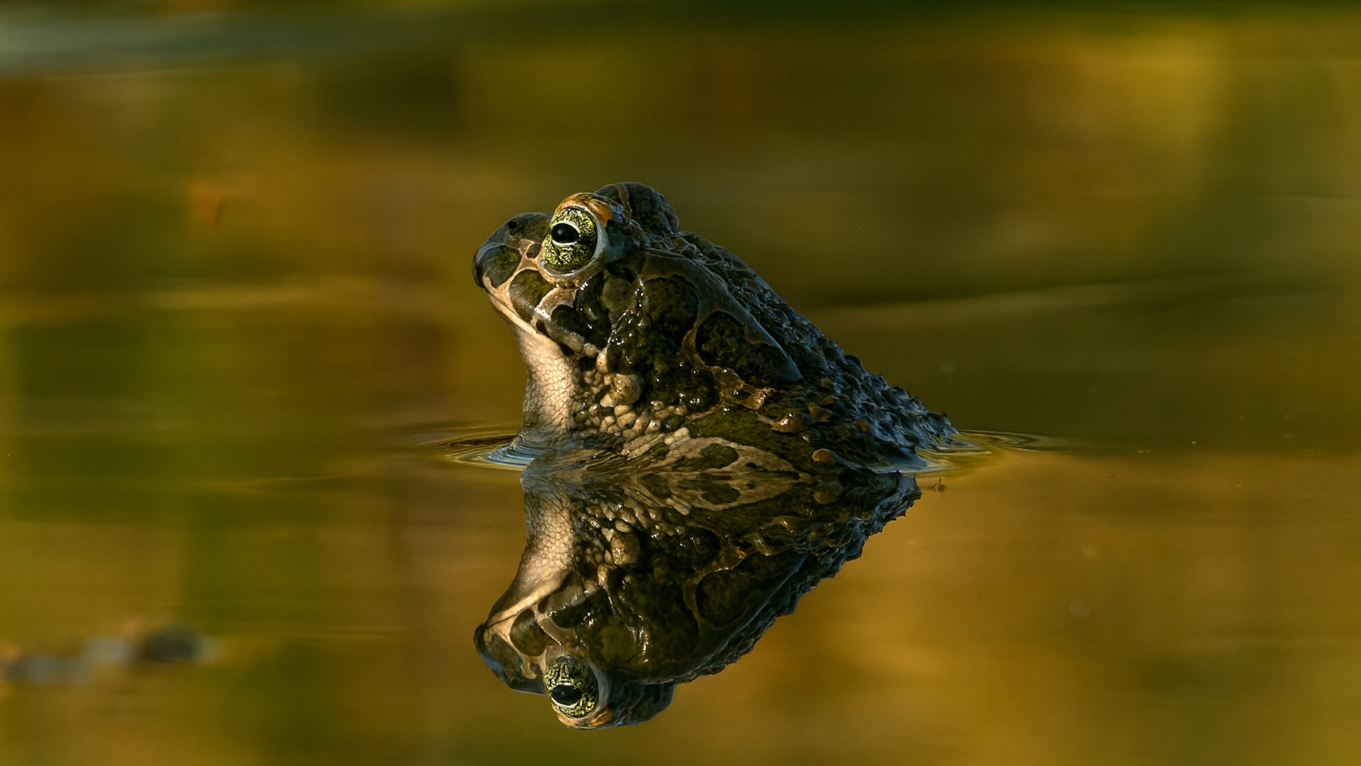 Amphibians – Toad and Frog in the Natural Aquatic Environment