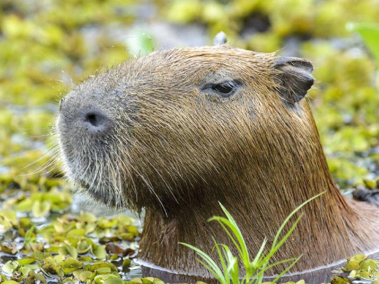 Conoce cuánto tiempo vive un capibara, según expertos