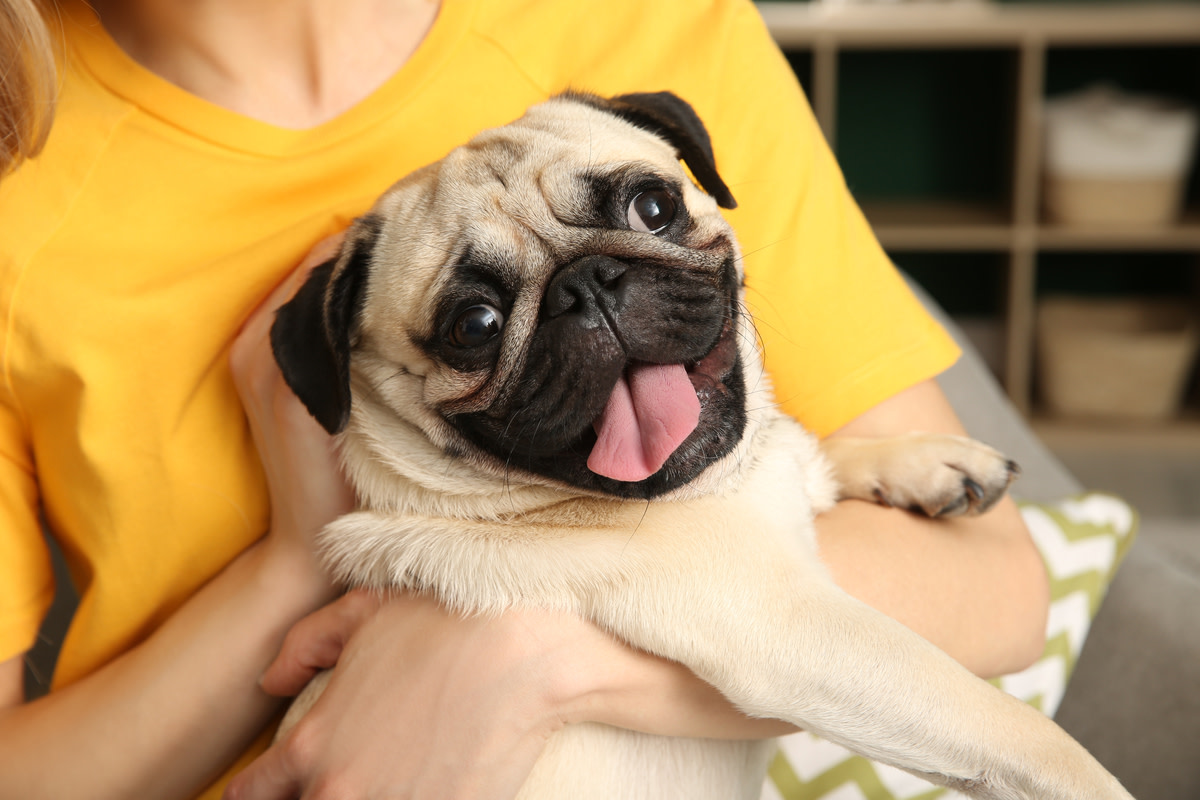 Tiny Pug's Incredible Glow-up From 'Roly-Poly to Wrinkle-Free' Could Be a Fabric Softener Poster Boy