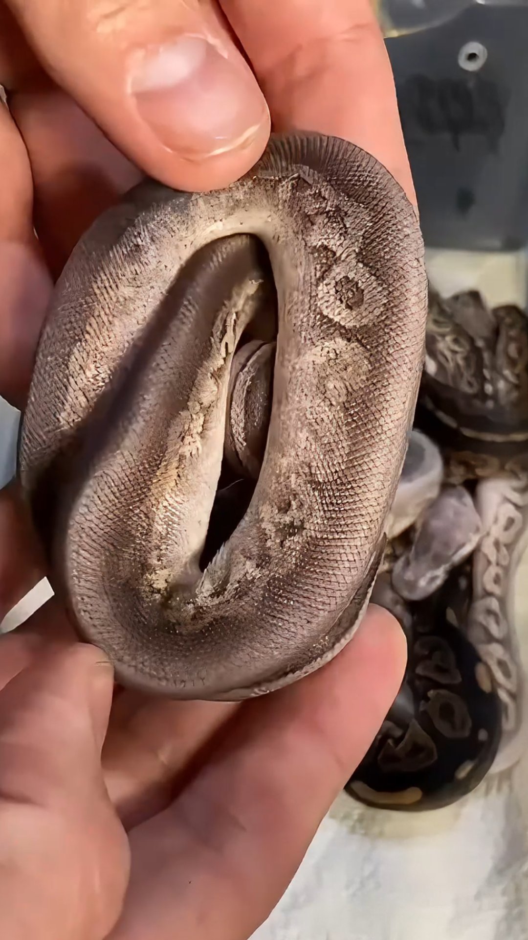 Incredible ball python!