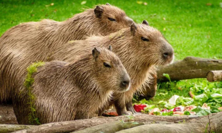 Conoce cuánto tiempo vive un capibara, según expertos