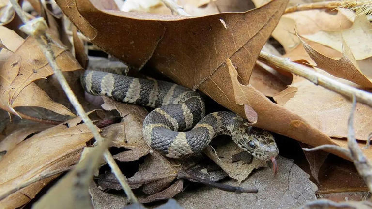 Meet Rhode Island’s largest snake: The non-venomous giant that grows ...