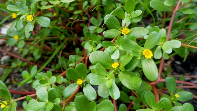 20 Edible Plants You Can Forage